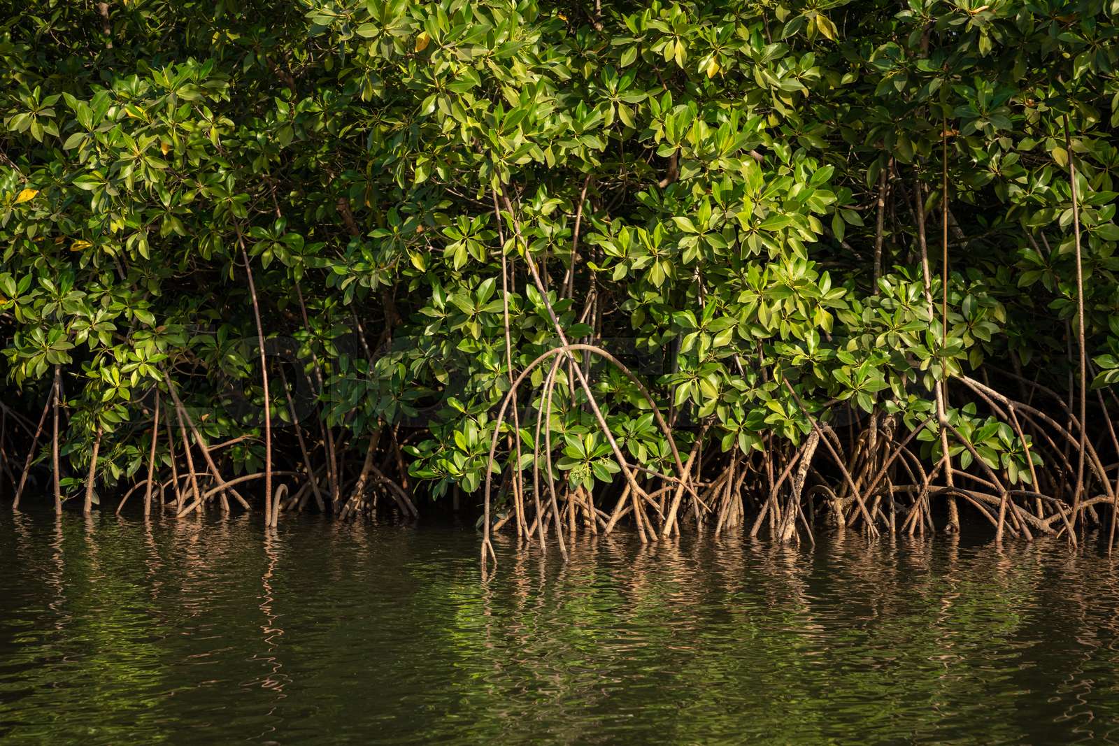 Gambia Mangroves. Green mangrove trees in forest. Gambia. | Stock image ...