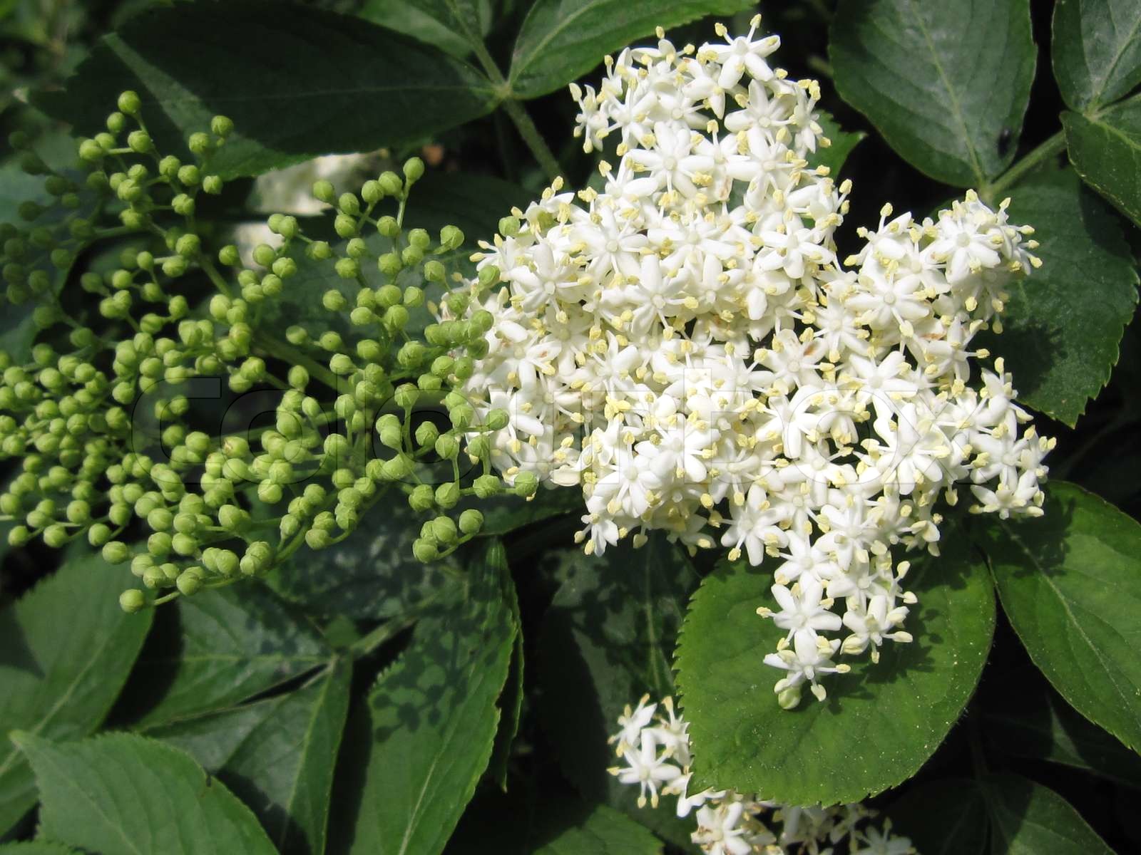 holunderblüte, blumen, natur | Stock Bild | Colourbox