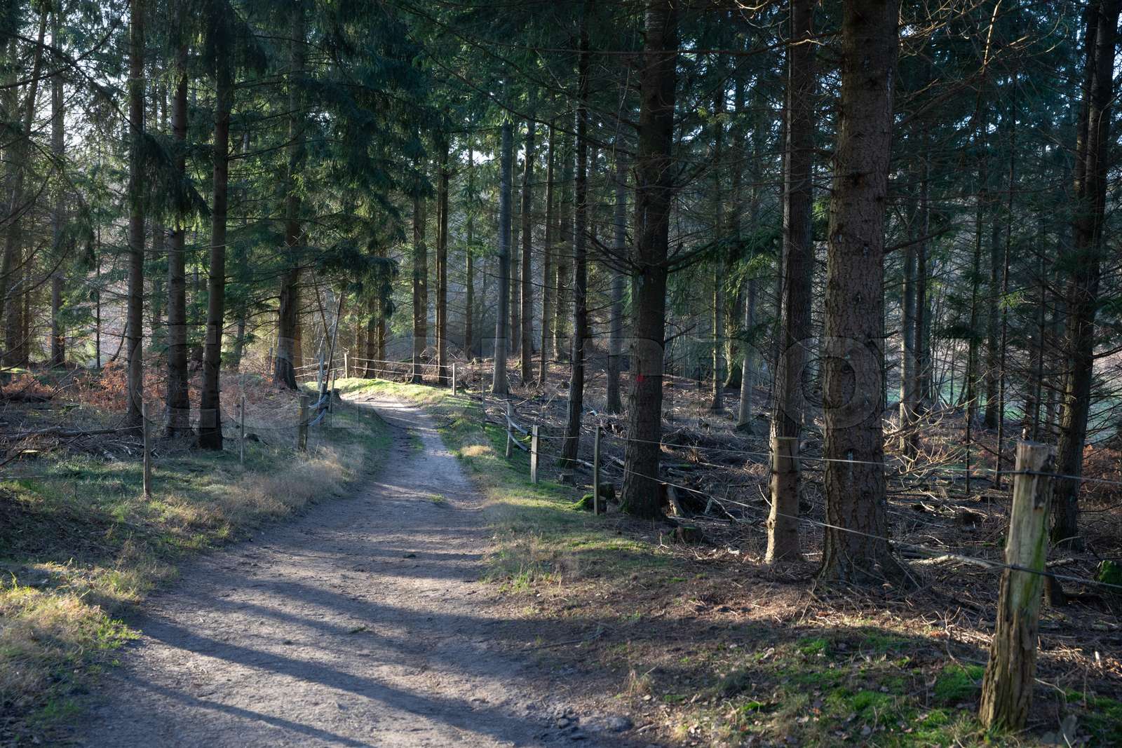 Gribskov in Denmark | Stock foto | Colourbox