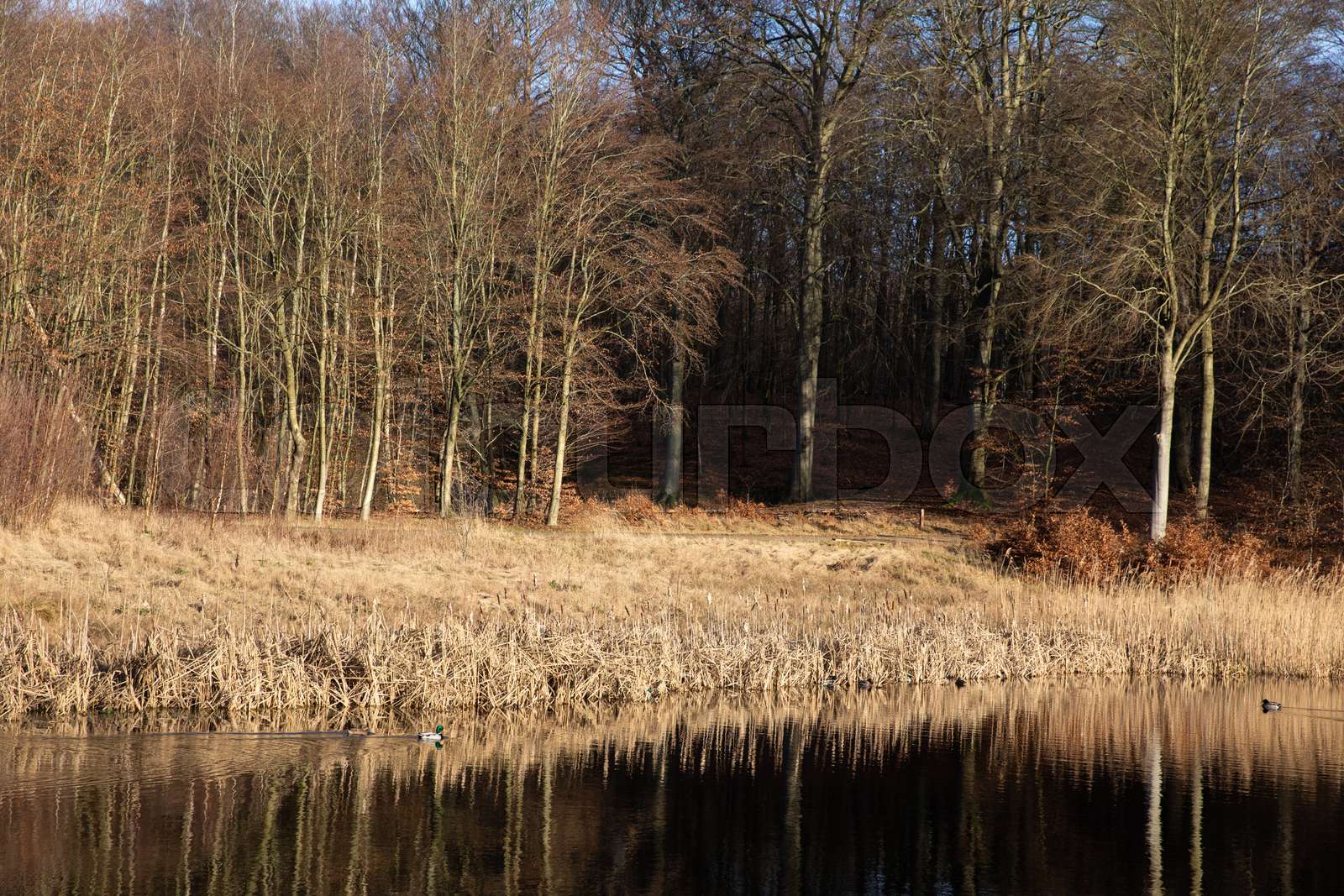 Gribskov in Denmark | Stock image | Colourbox