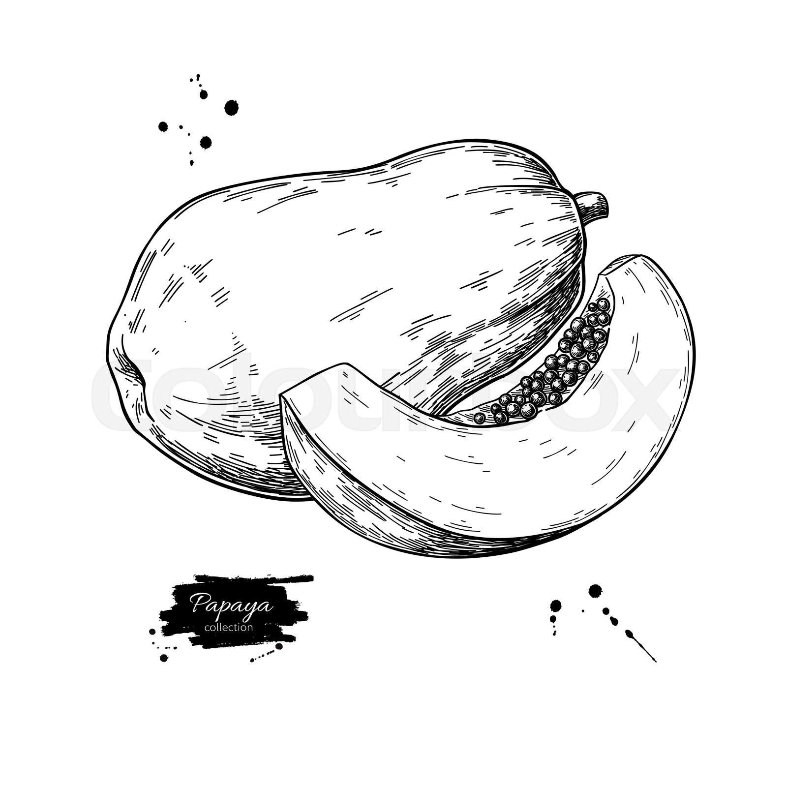 Papaya vector drawing. Hand drawn tropical fruit illustration. Whole ...