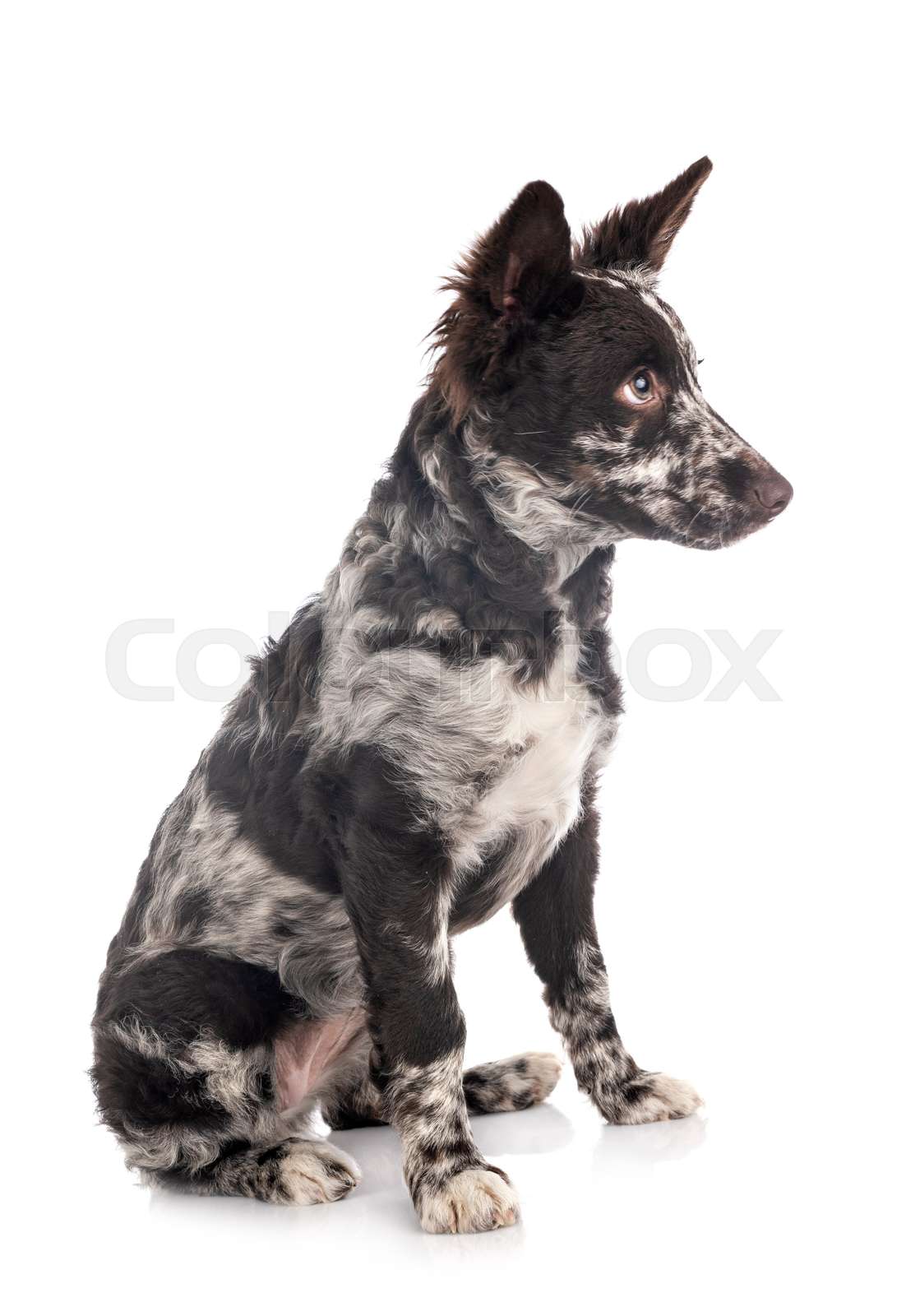 Mudi Merle