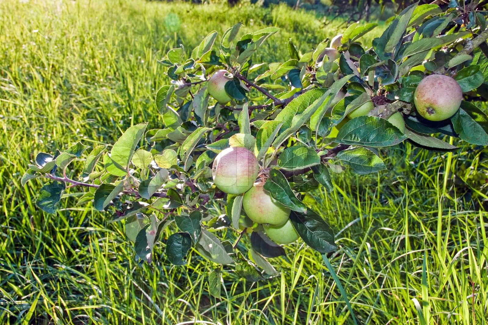 Heavy branches of apple trees with maturing fruits. | Stock image ...