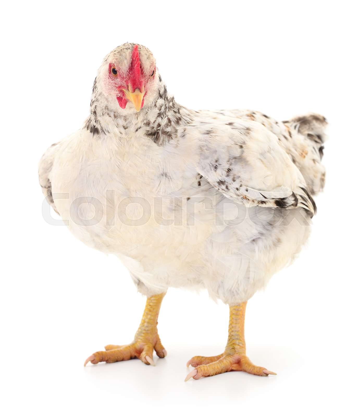 white hen isolated. | Stock image | Colourbox