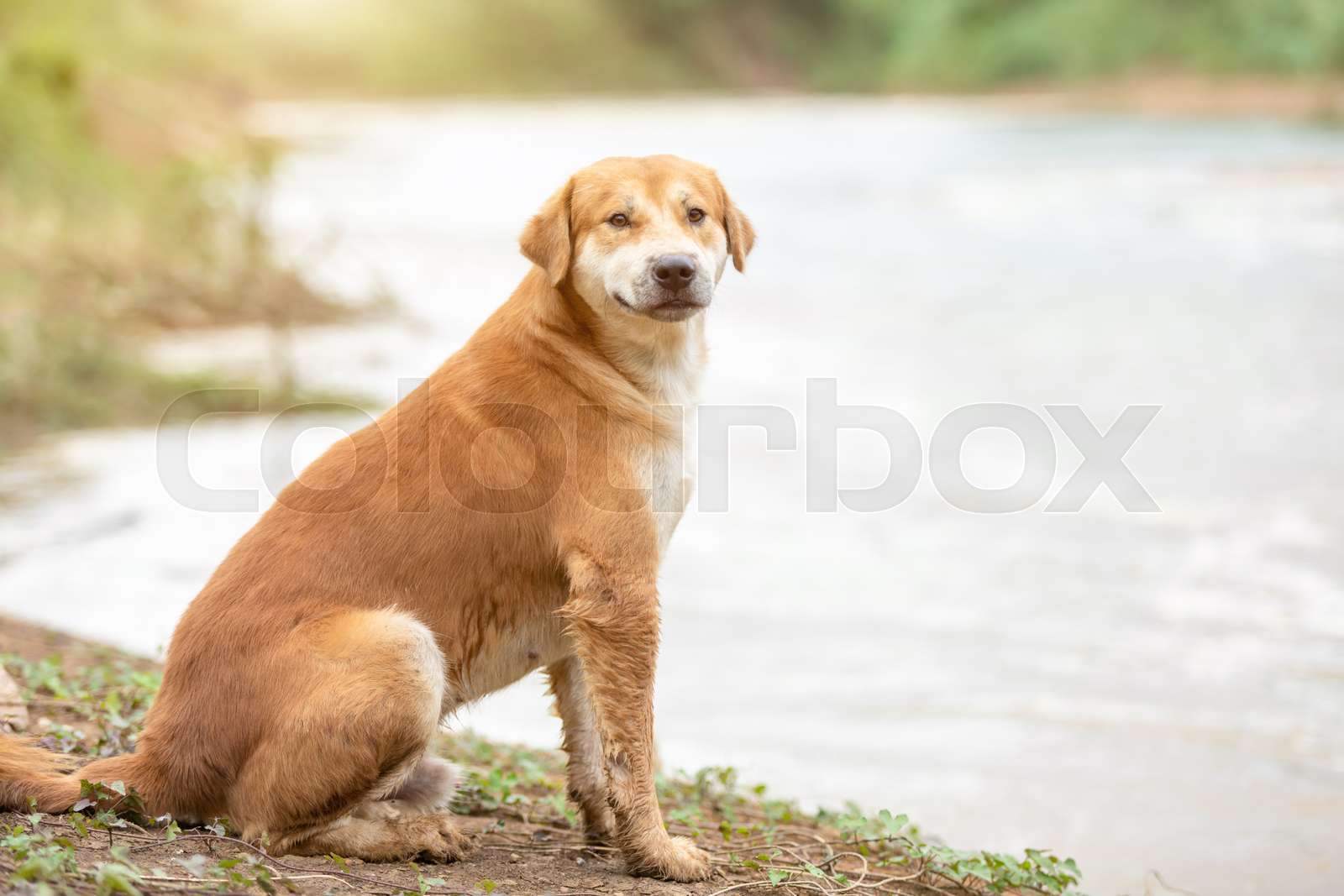 Brown dog (pure breeds or Thai breeds) sitting near the river | Stock ...