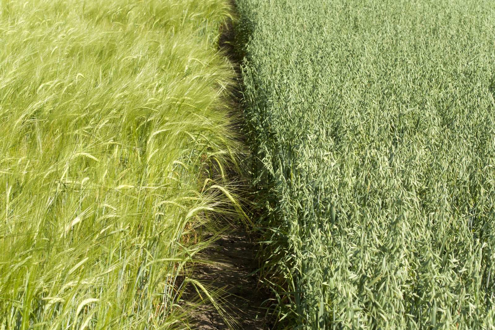 Difference Between Oats And Wheat