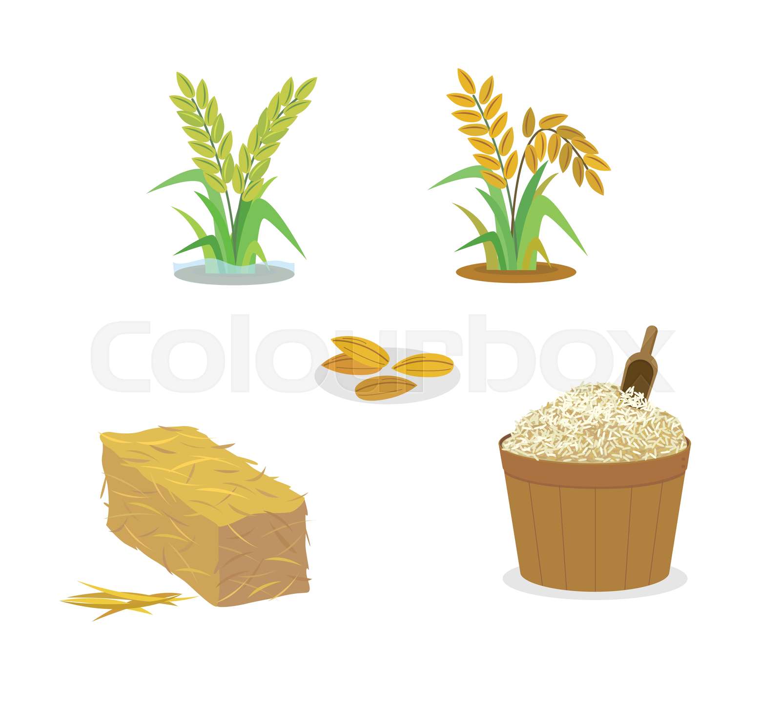 paddy | Stock vector | Colourbox