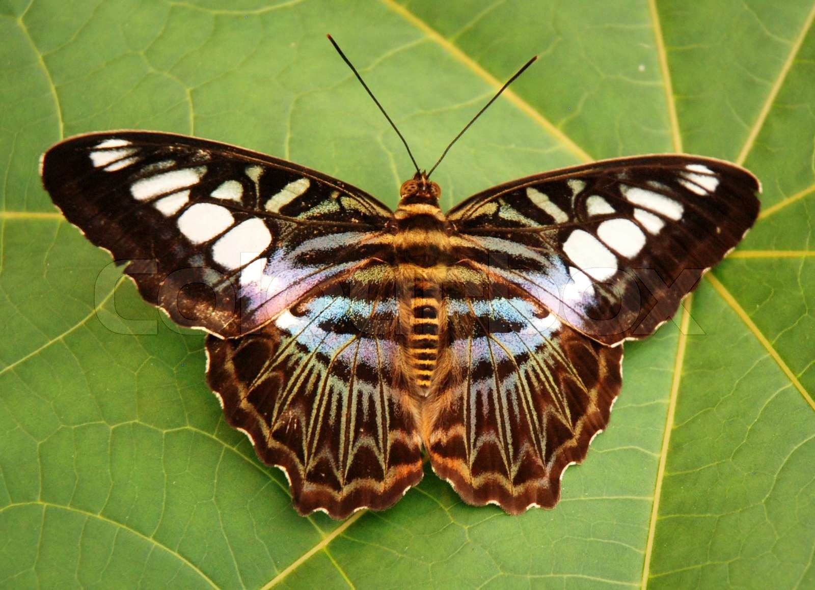 Blue tiger striped butterfly | Stock image | Colourbox
