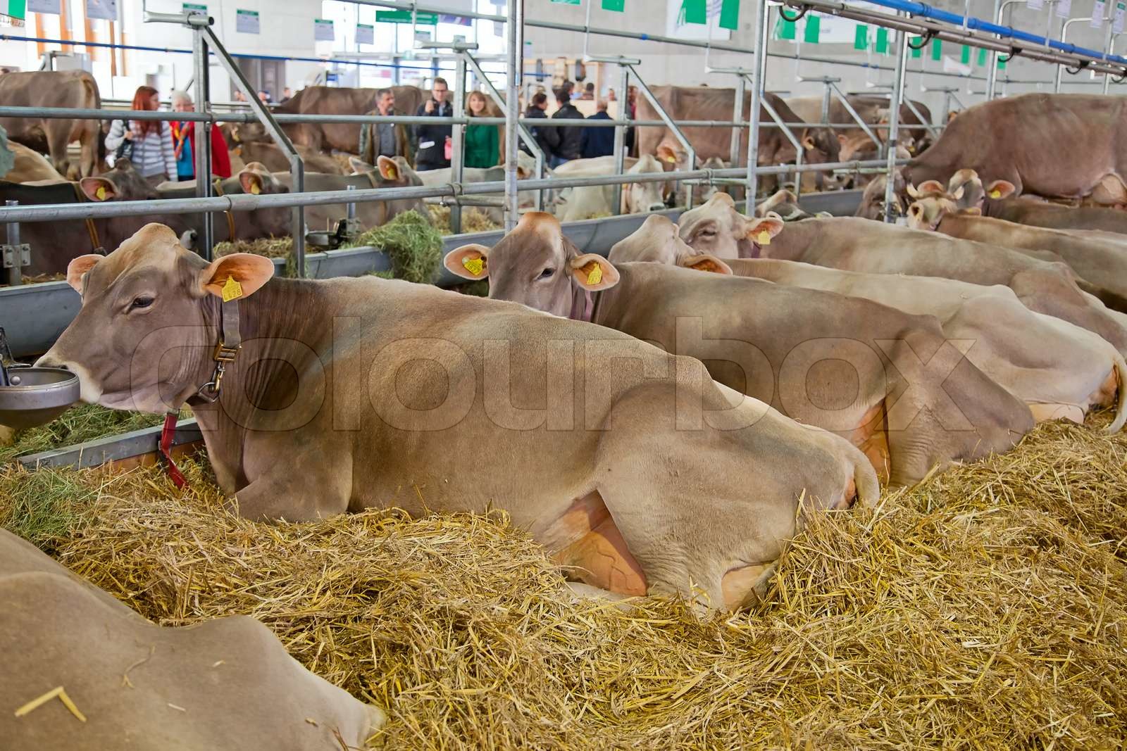 swiss cow farm | Stock image | Colourbox