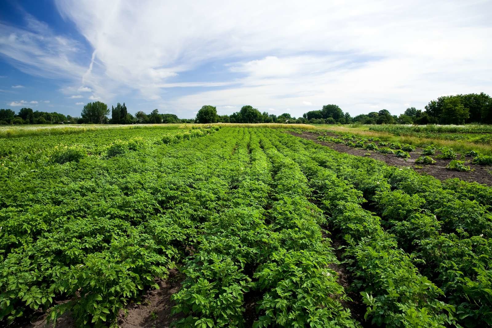 Potato field | Stock image | Colourbox