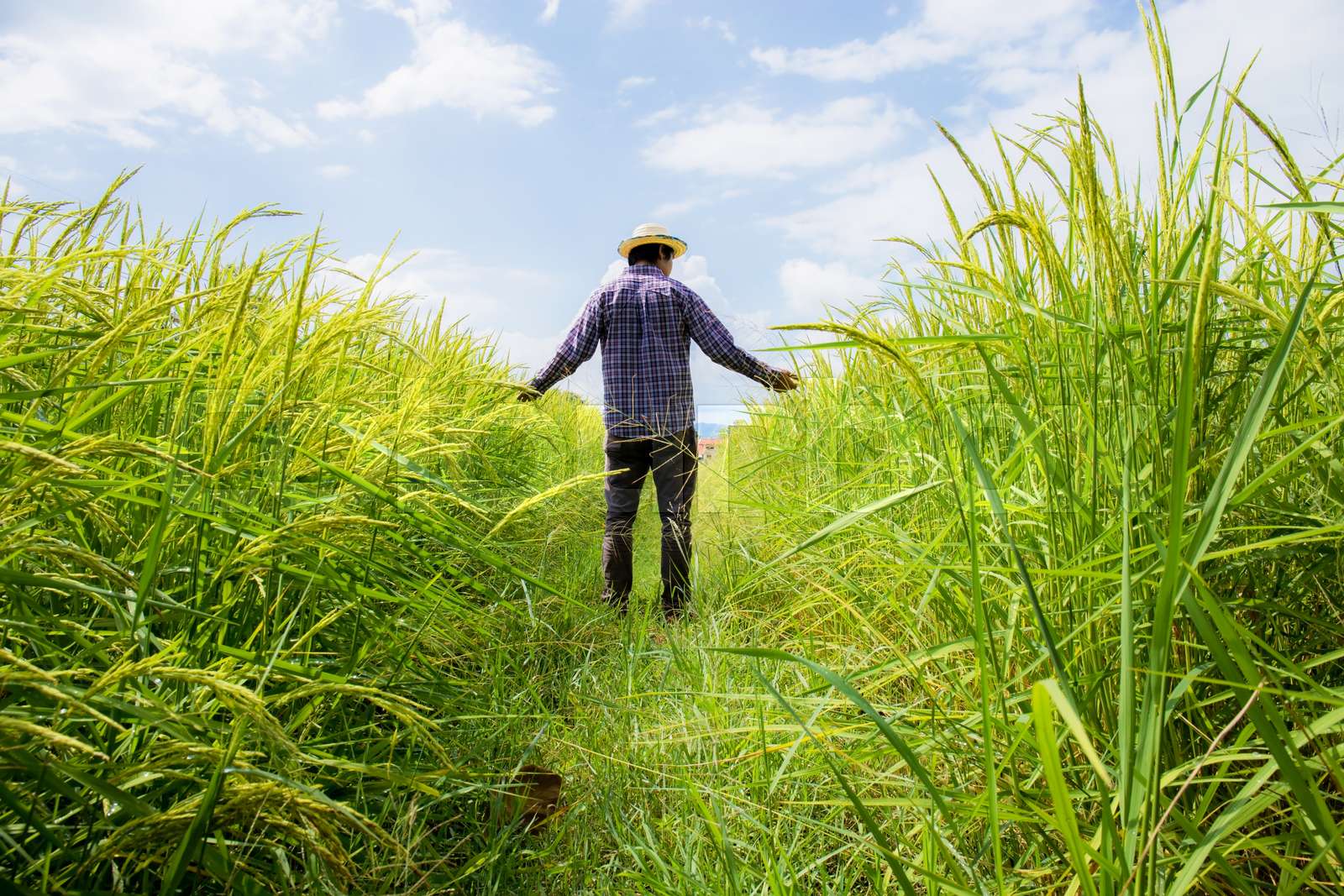Farmer in rice field with sunlight. | Stock image | Colourbox