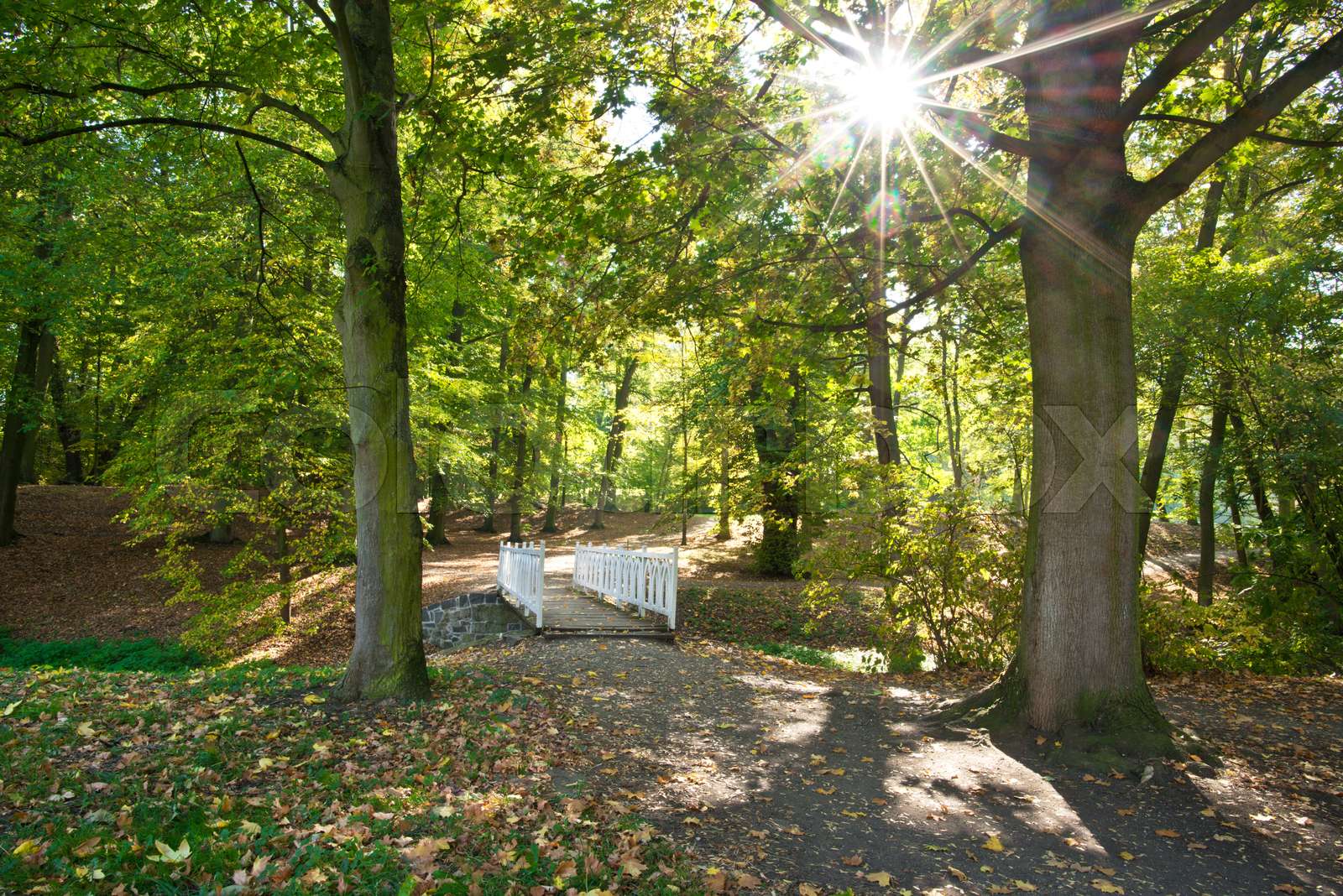 Sunny day in the park. | Stock image | Colourbox