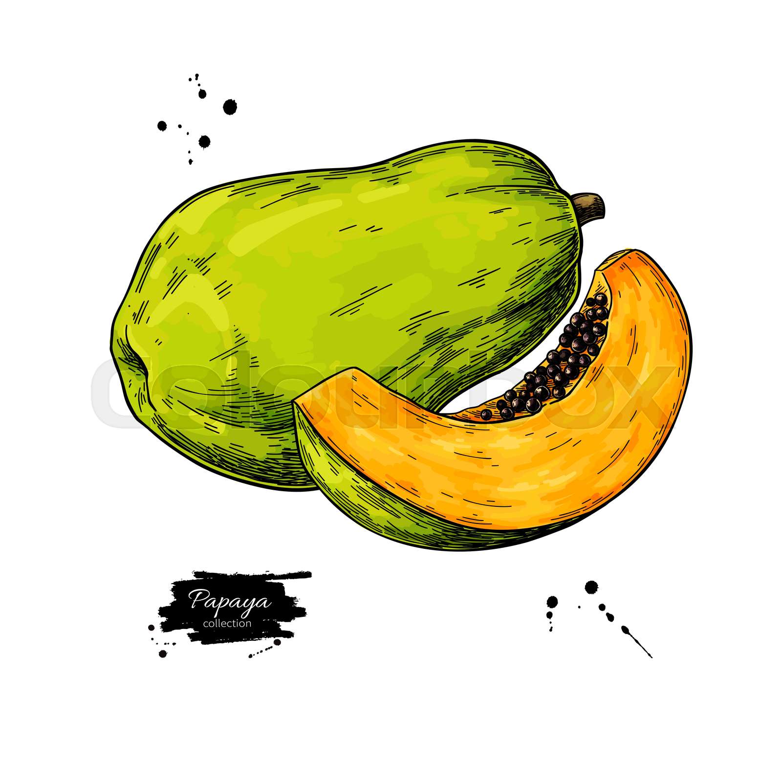 Papaya vector drawing. Hand drawn tropical fruit illustration | Stock ...