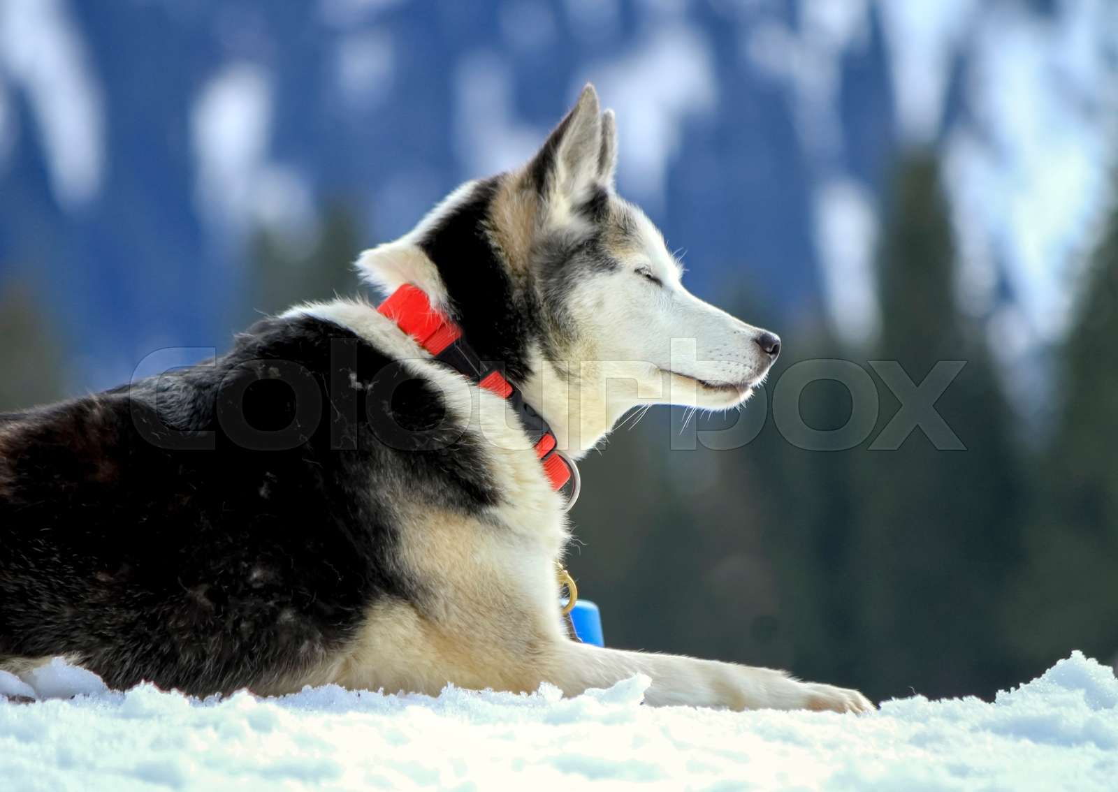Siberian husky dog portrait | Stock image | Colourbox