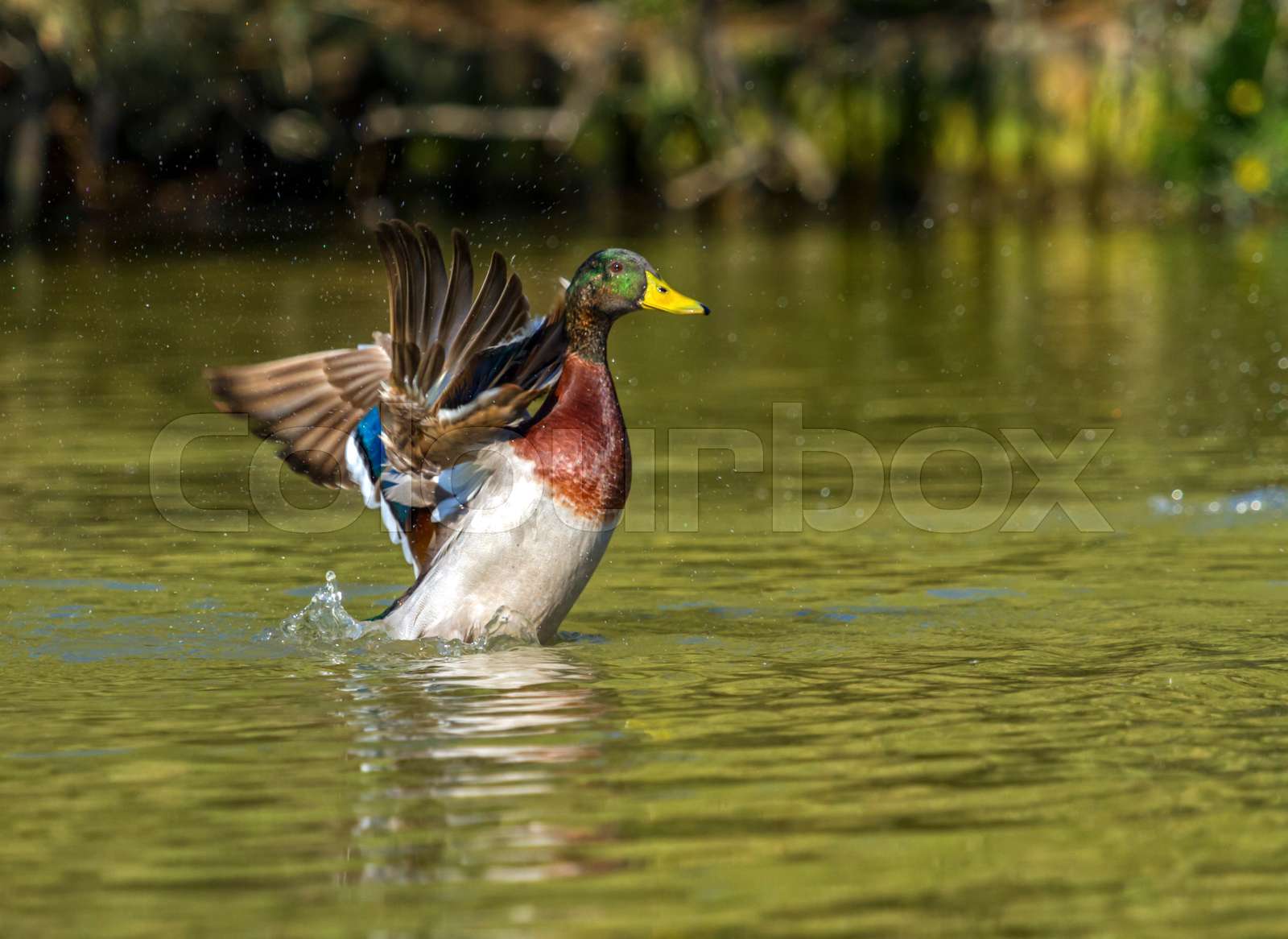 Male mallard duck shaking wings | Stock image | Colourbox
