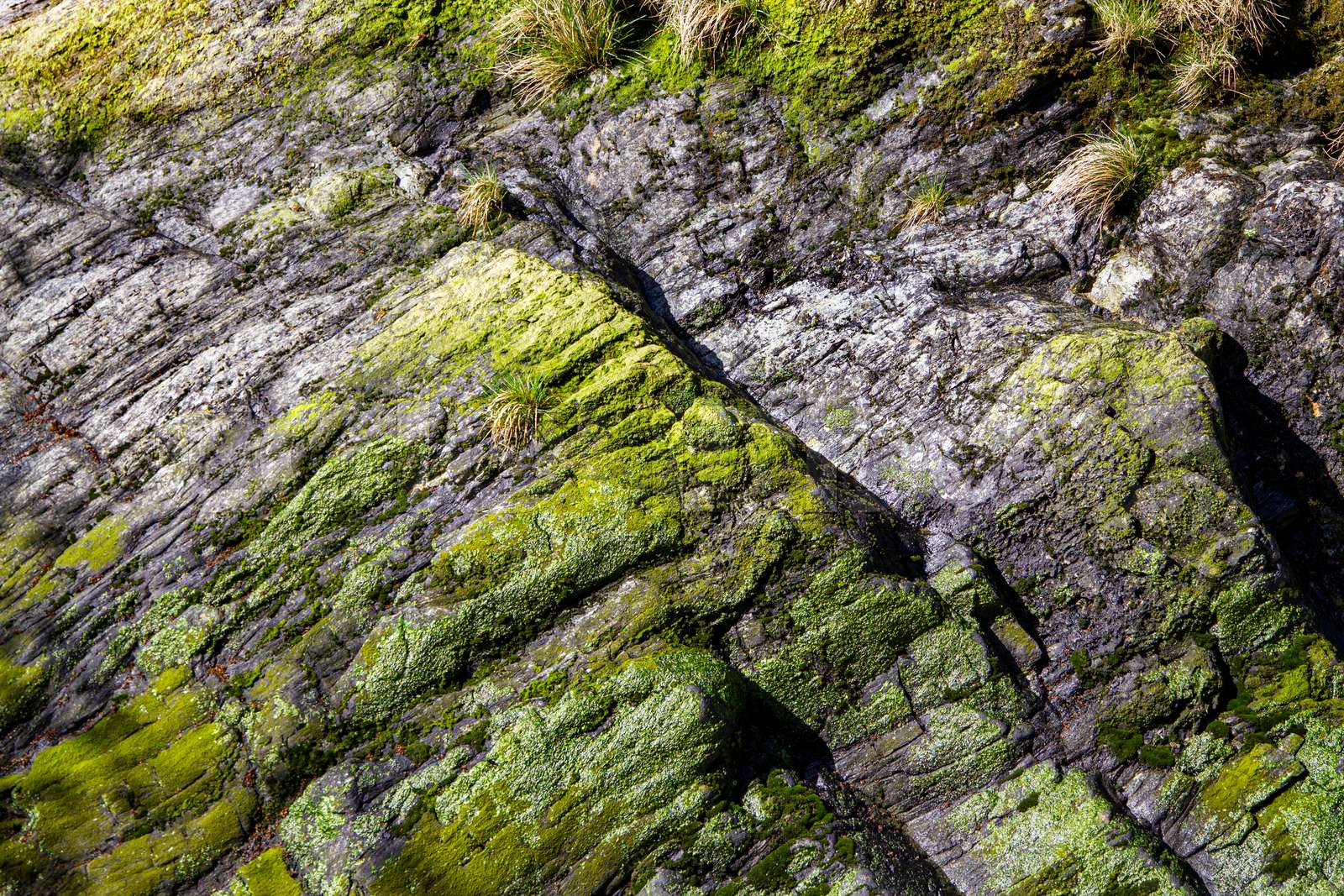 Moss on Rocks | Stock image | Colourbox