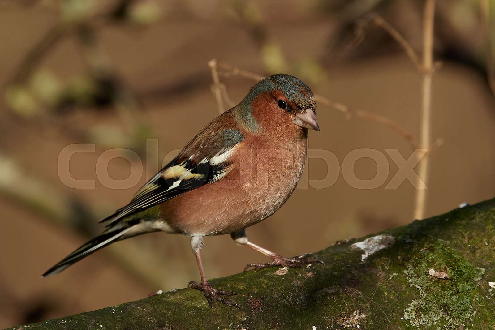 Common chaffinch (Fringilla coelebs) | Stock image | Colourbox