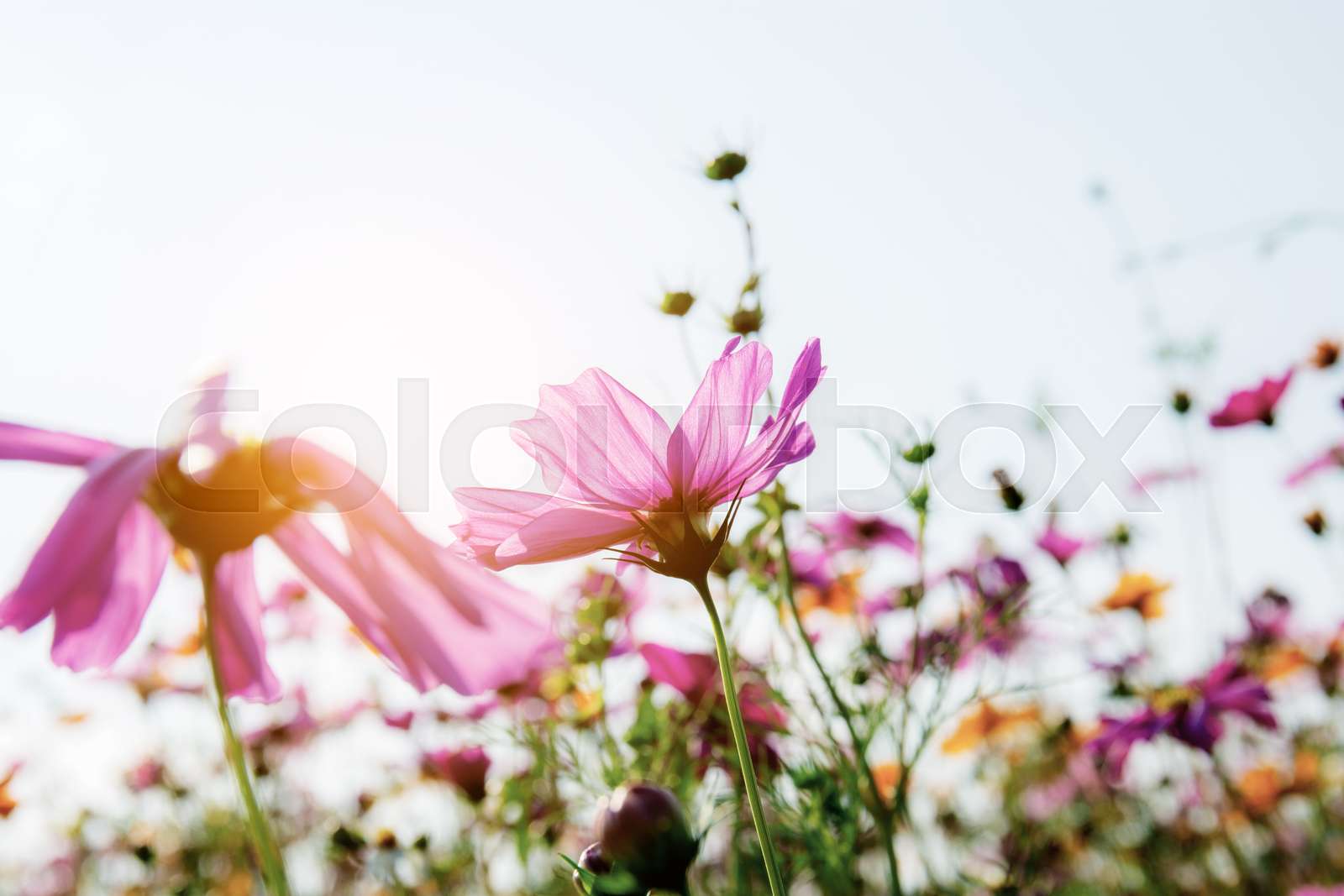 Cosmos with the sunlight. | Stock image | Colourbox