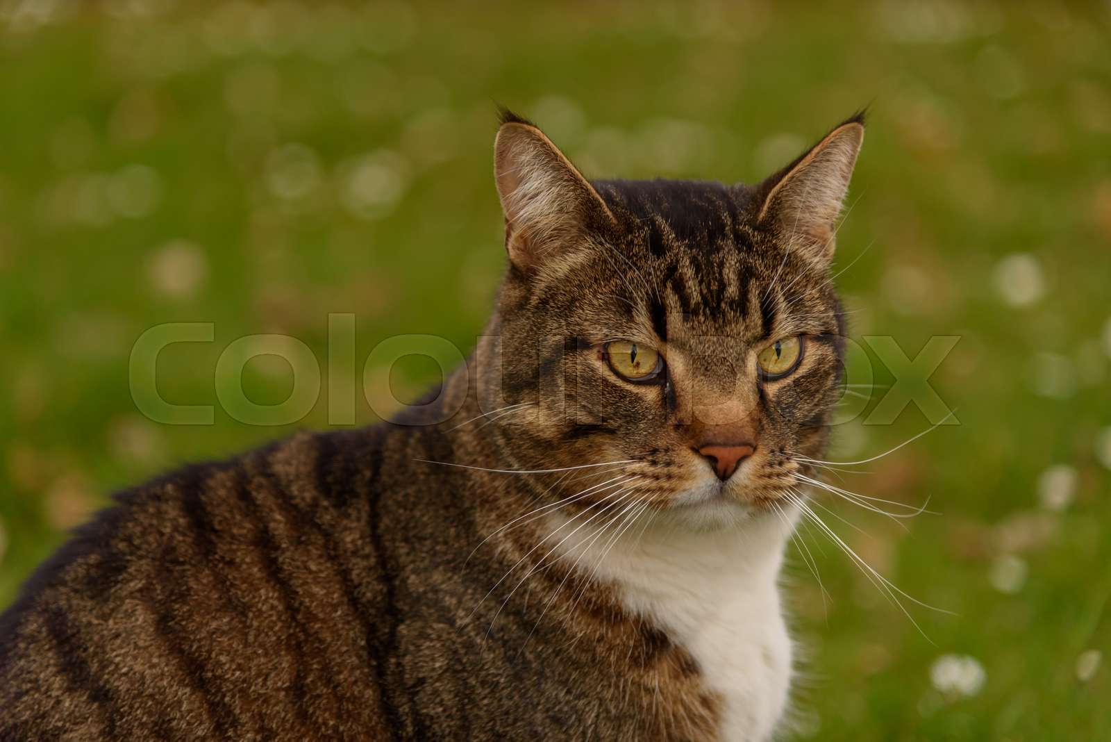 En flot stribet kat sidder udendørs på en græsplæne | Stock foto ...