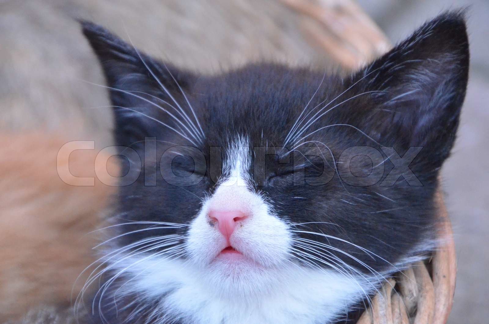 sort og hvid kattekilling på 4 uger og med lyserød næste og blå øjne ...