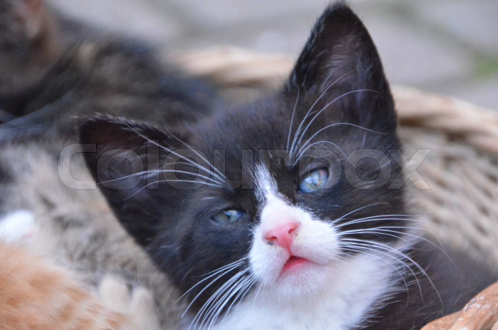 sort og hvid kattekilling på 4 uger og med lyserød næste og blå øjne ...