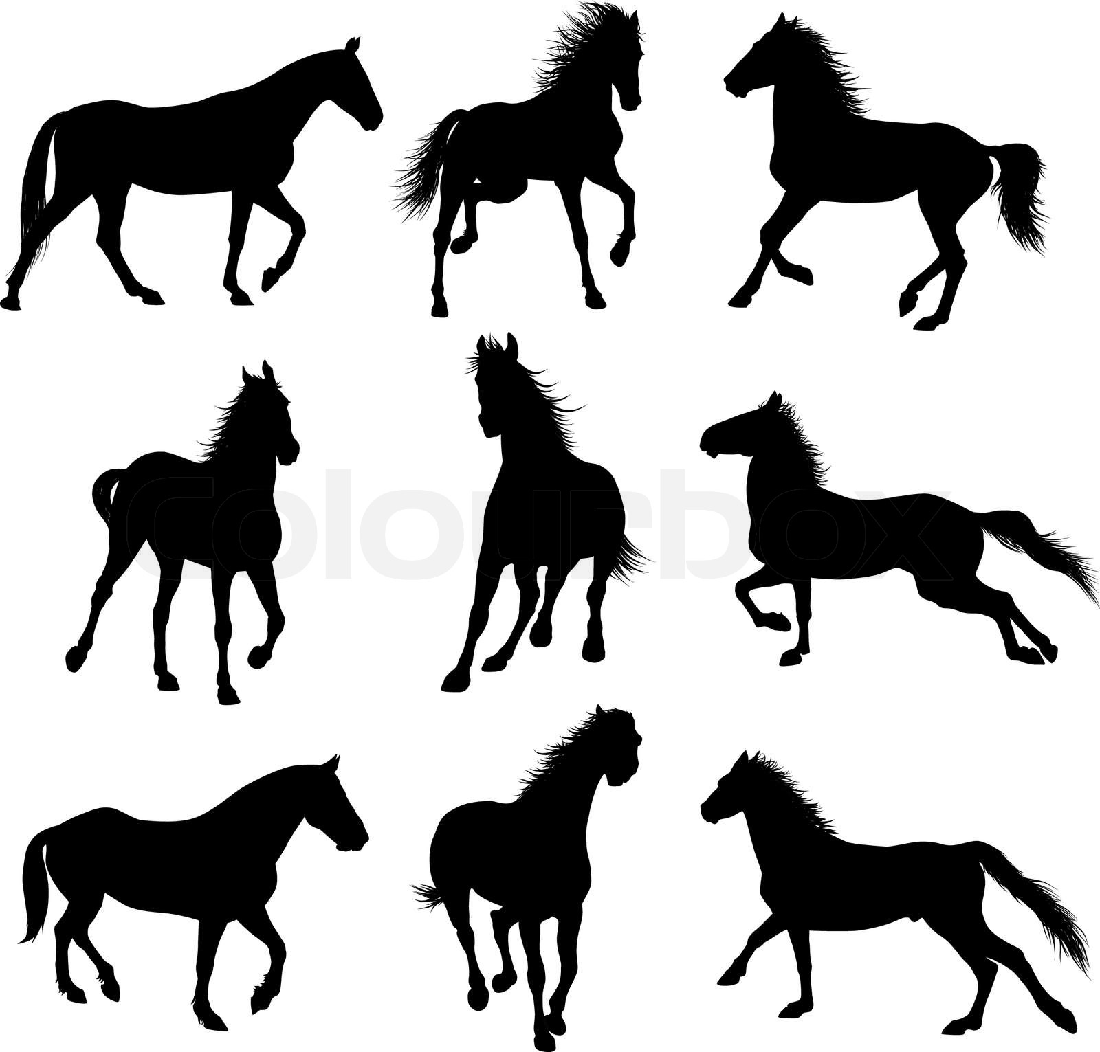 Vector horses | Stock vector | Colourbox