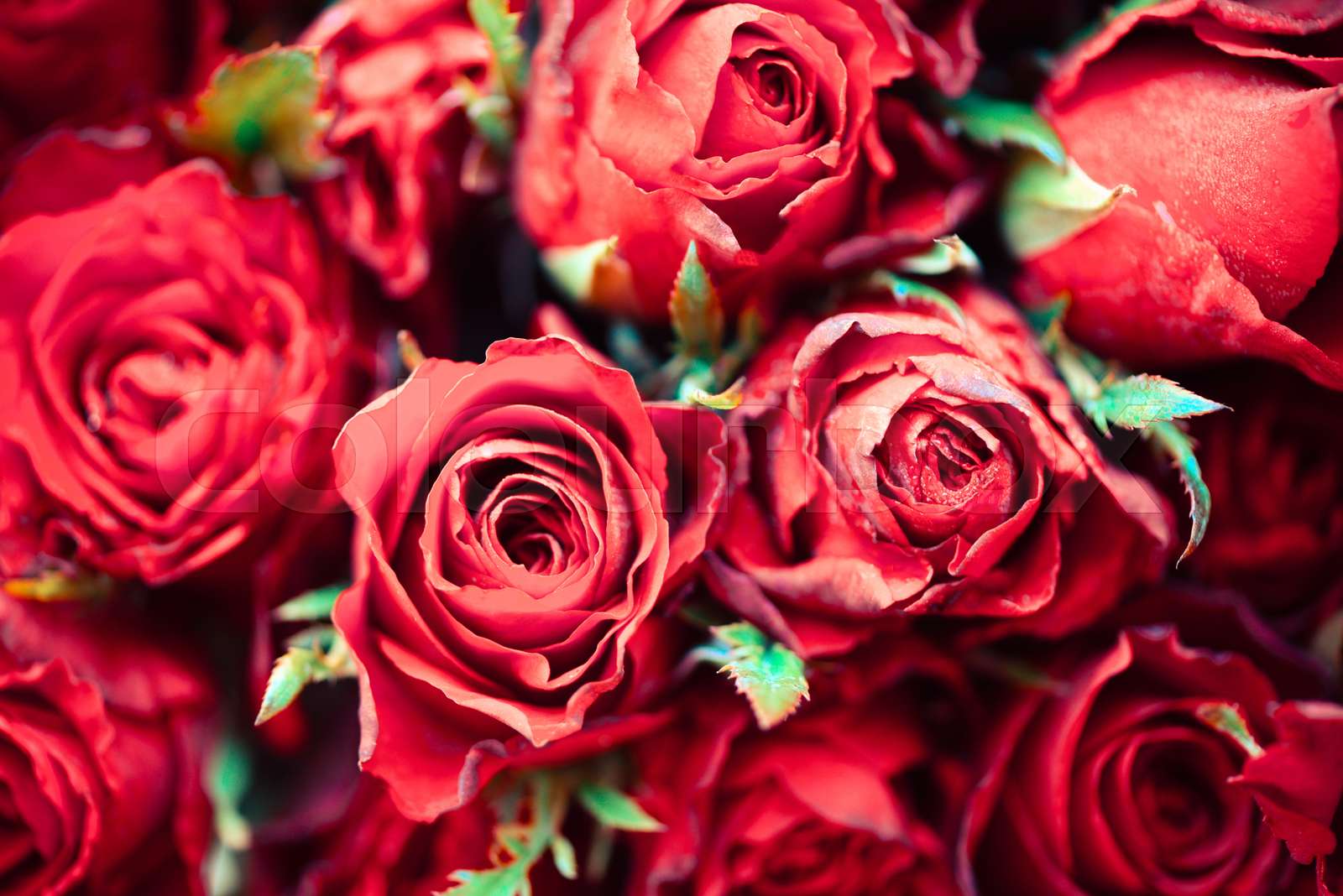 Red Rose Wallpaper For Love Hd