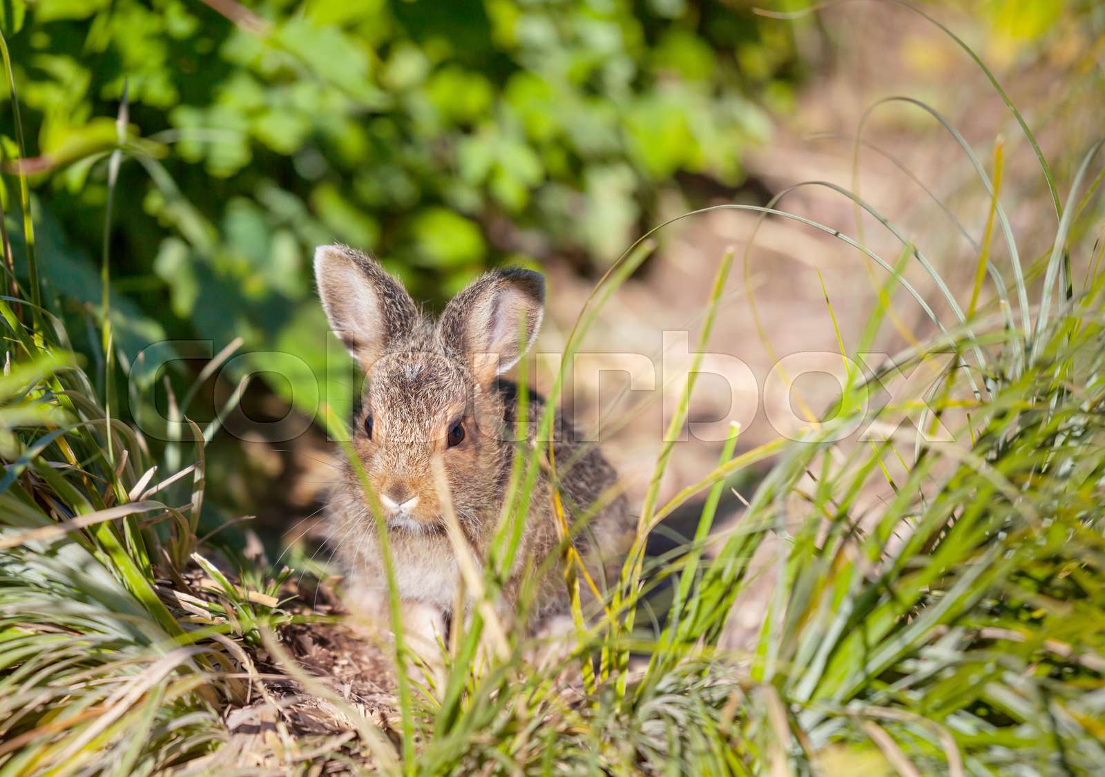 Rabbit | Stock image | Colourbox