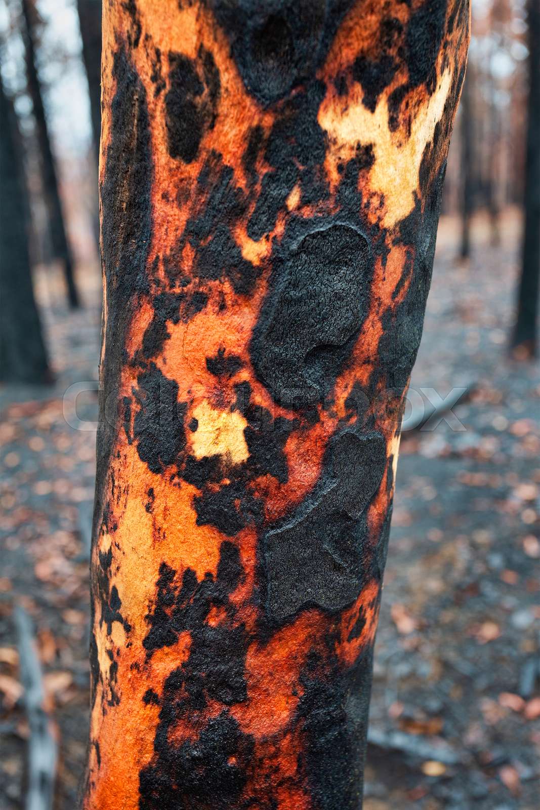 Tree with charred burnt patterns on its trunk after bushfires | Stock ...