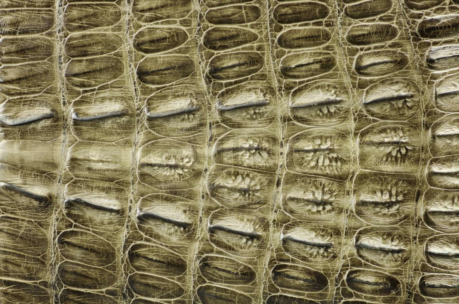 Crocodile skin | Stock image | Colourbox