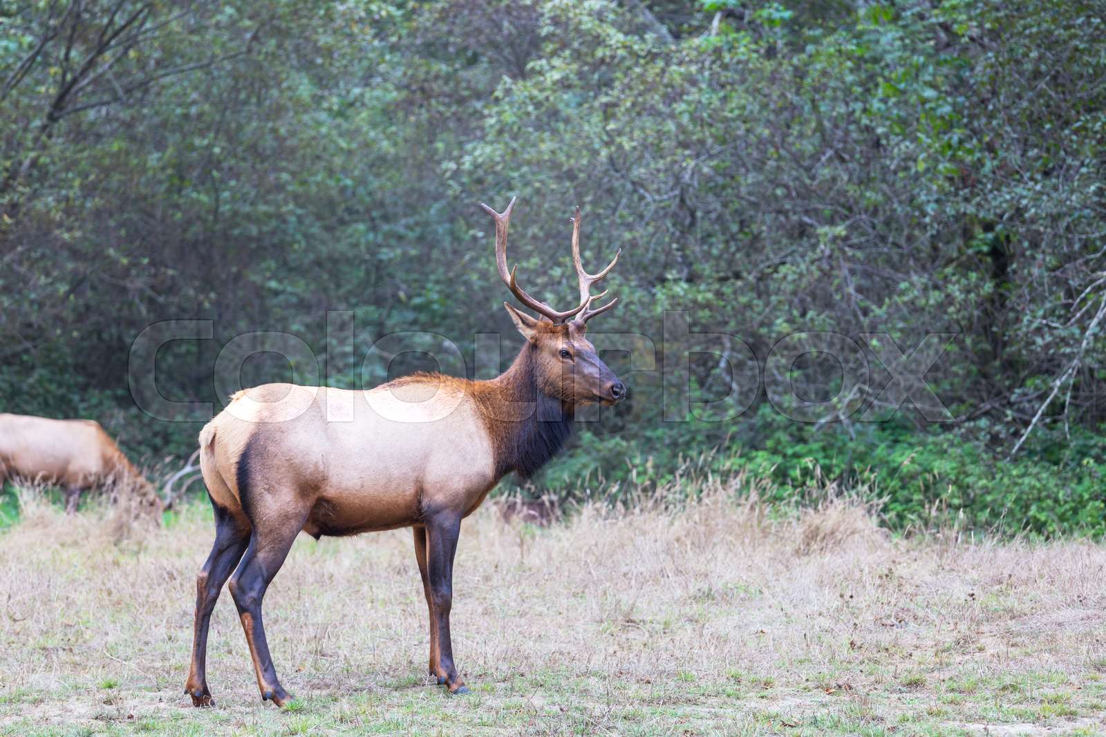 Elk | Stock image | Colourbox