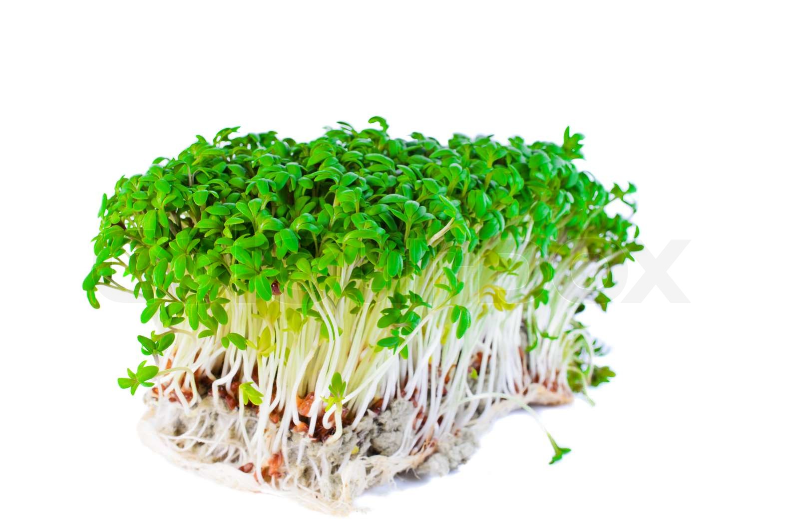 Garden cress isolated on white | Stock image | Colourbox