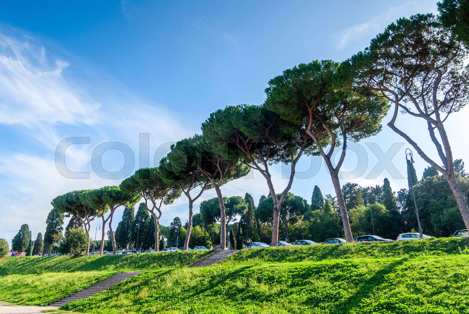 Italian Stone Pines Pinus Pinea also known as Umbrella Pines and ...