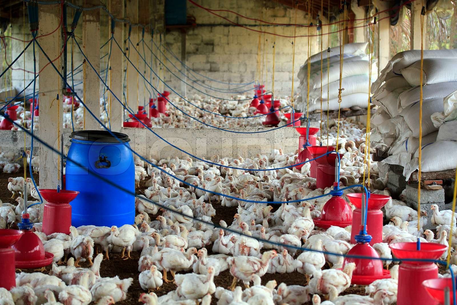 Poultry farm with many domesticated henfowl being grown for their ...