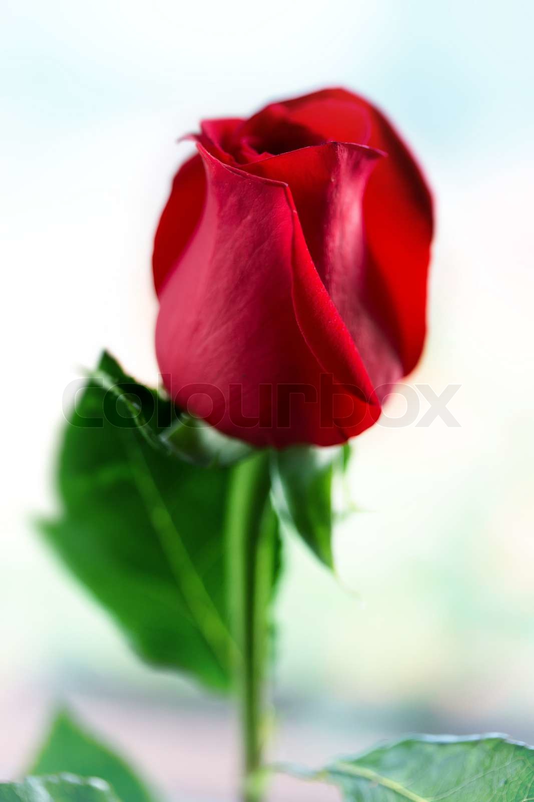 Red Rose | Stock image | Colourbox