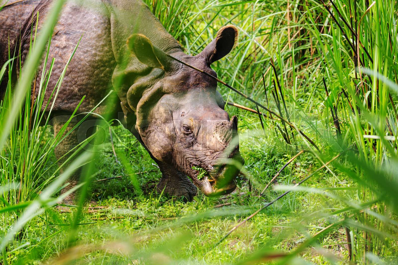 Rhino in Nepal | Stock image | Colourbox