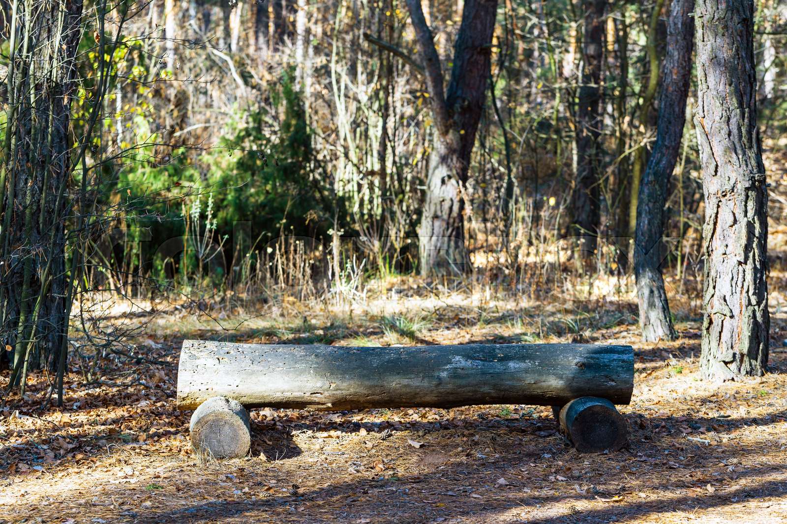 Bench in the forest | Stock image | Colourbox