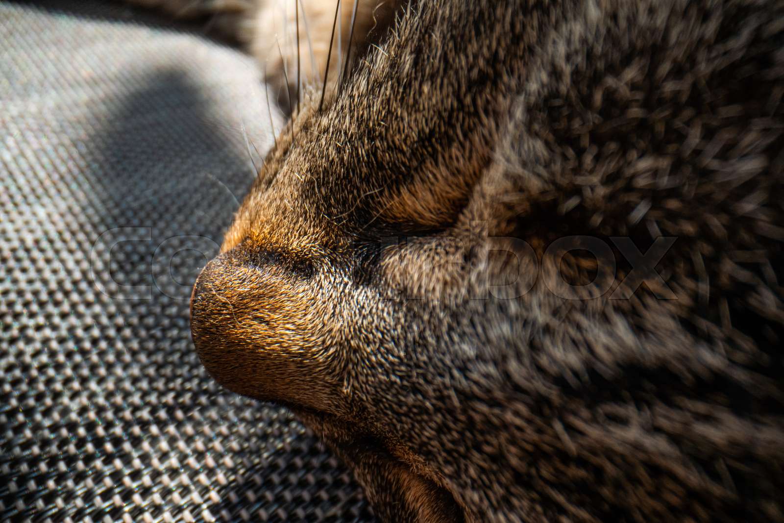 super macro cat photography, funny cat close up macro image | Stock ...