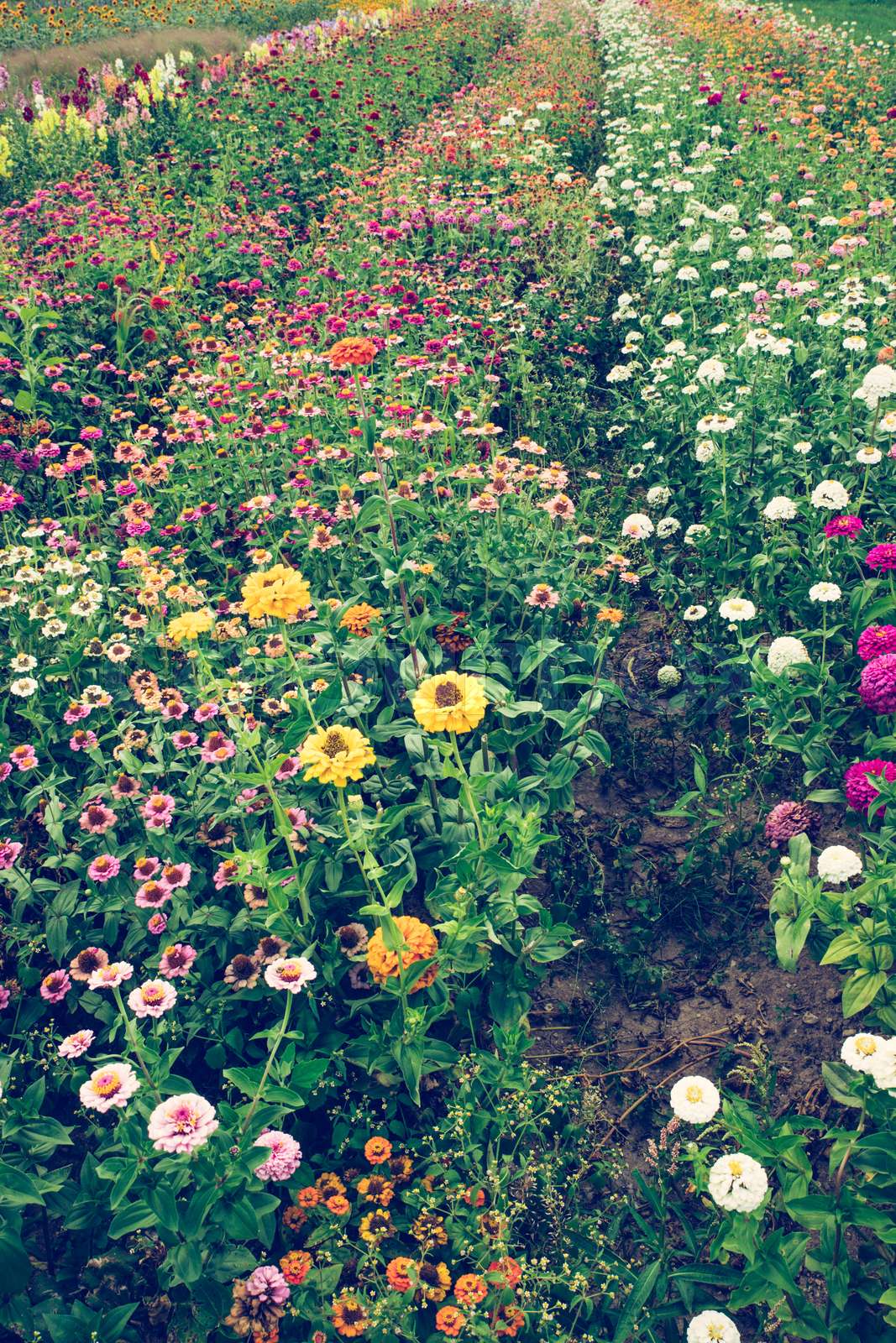 Blooming flowers on a farm | Stock image | Colourbox