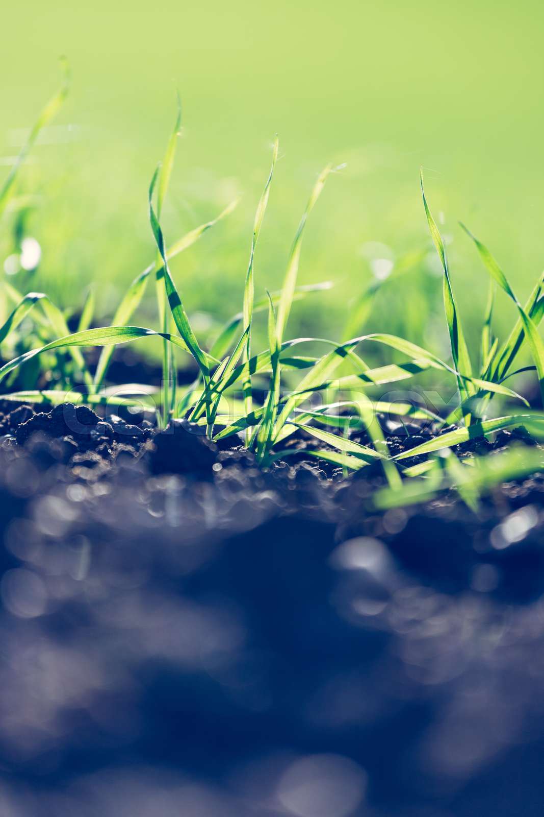 Fresh, green and fertile agriculture plants, grass | Stock image ...