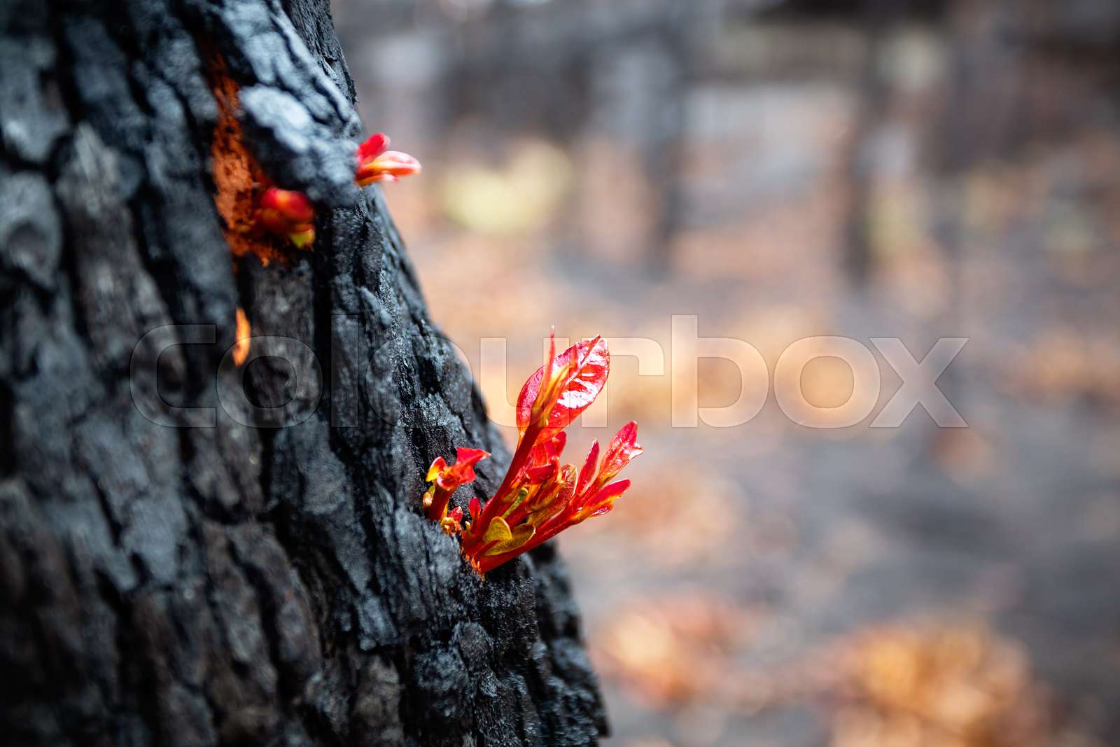 Small leaves burst forth from a tree trunk after bush fire | Stock ...