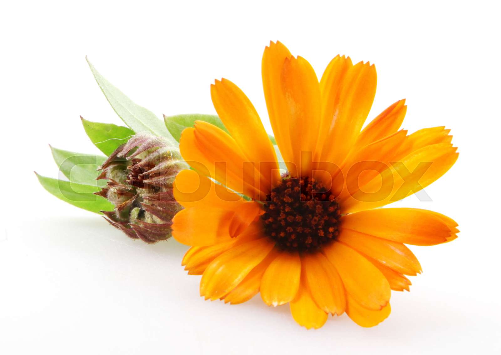 Marigold - Calendula Officinalis Isolated On White Background | Stock ...