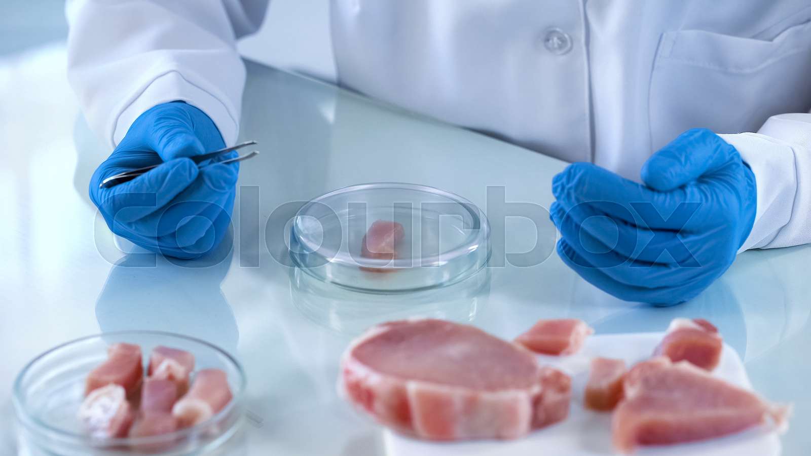 Scientist testing meat samples for gmo, food quality control ...
