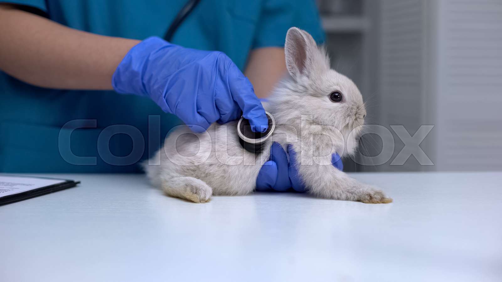 Vet listening rabbit stomach with stethoscope, diagnosing digestive ...