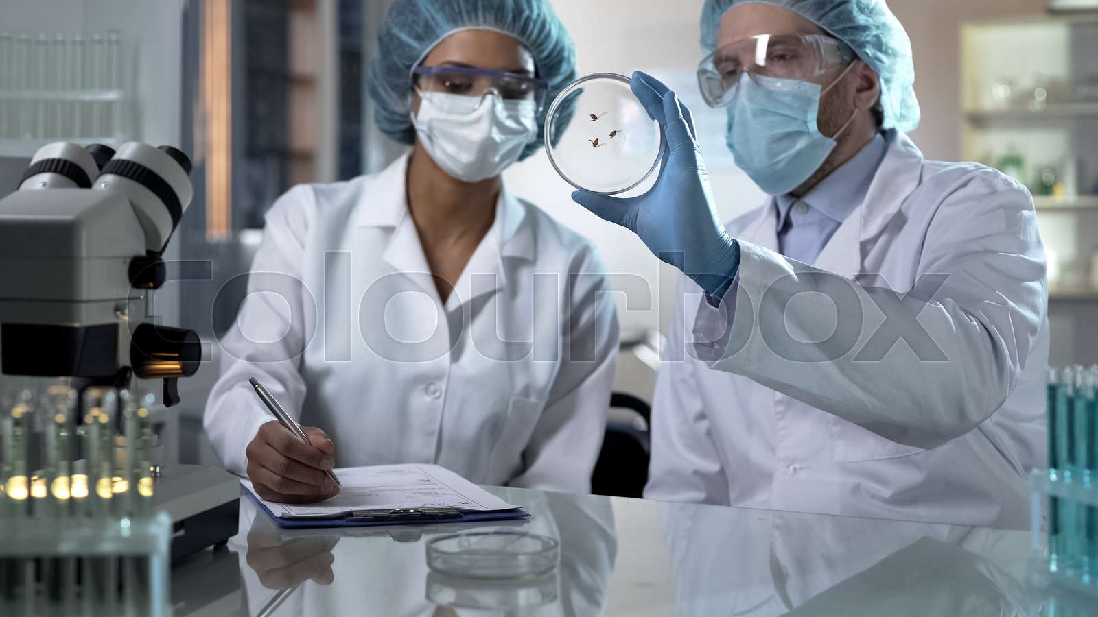 Lab researchers looking at species of insects on dish, doing laboratory ...