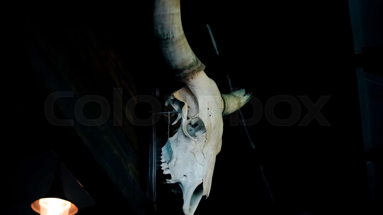 Hunters skull trophy hanging in dark room, creepy bull skeleton with ...