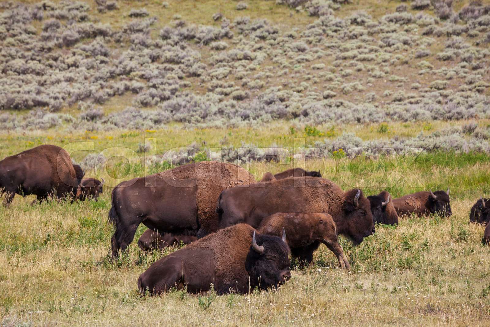 Bizon | Stock image | Colourbox