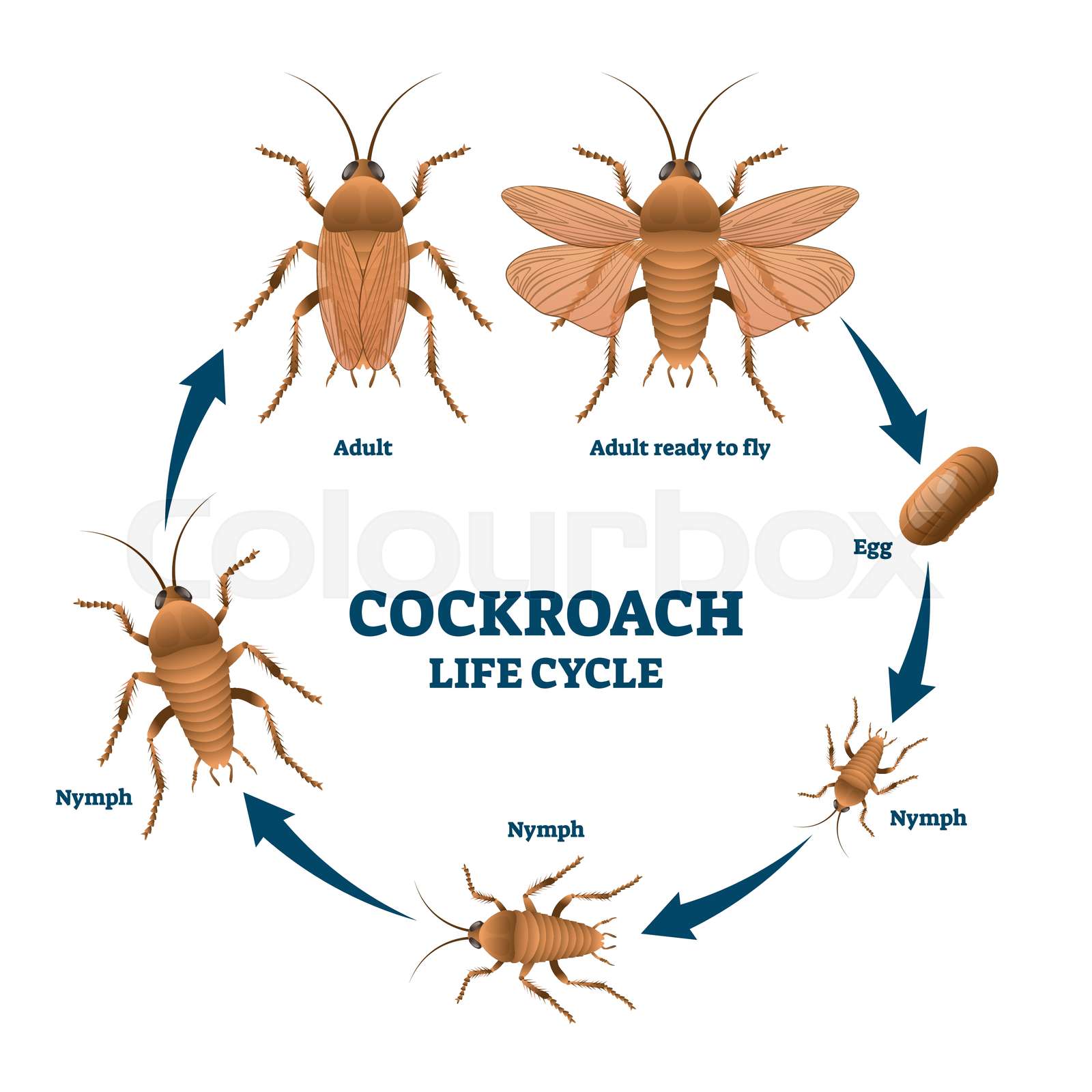 Cockroach Diagram