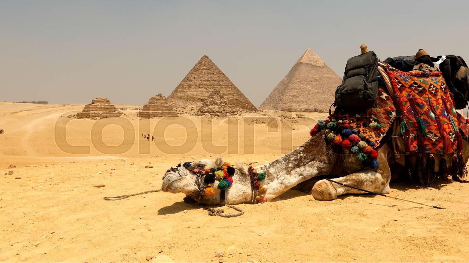 The Great pyramid with camel | Stock image | Colourbox