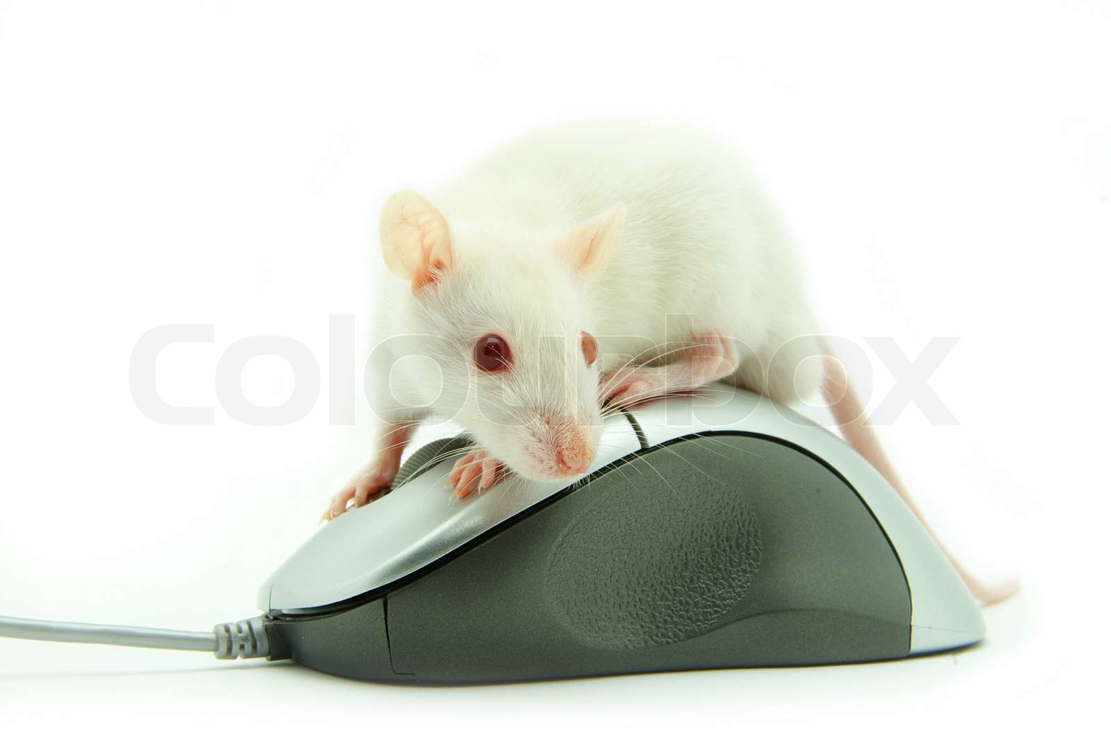 rat on computer mouse | Stock image | Colourbox